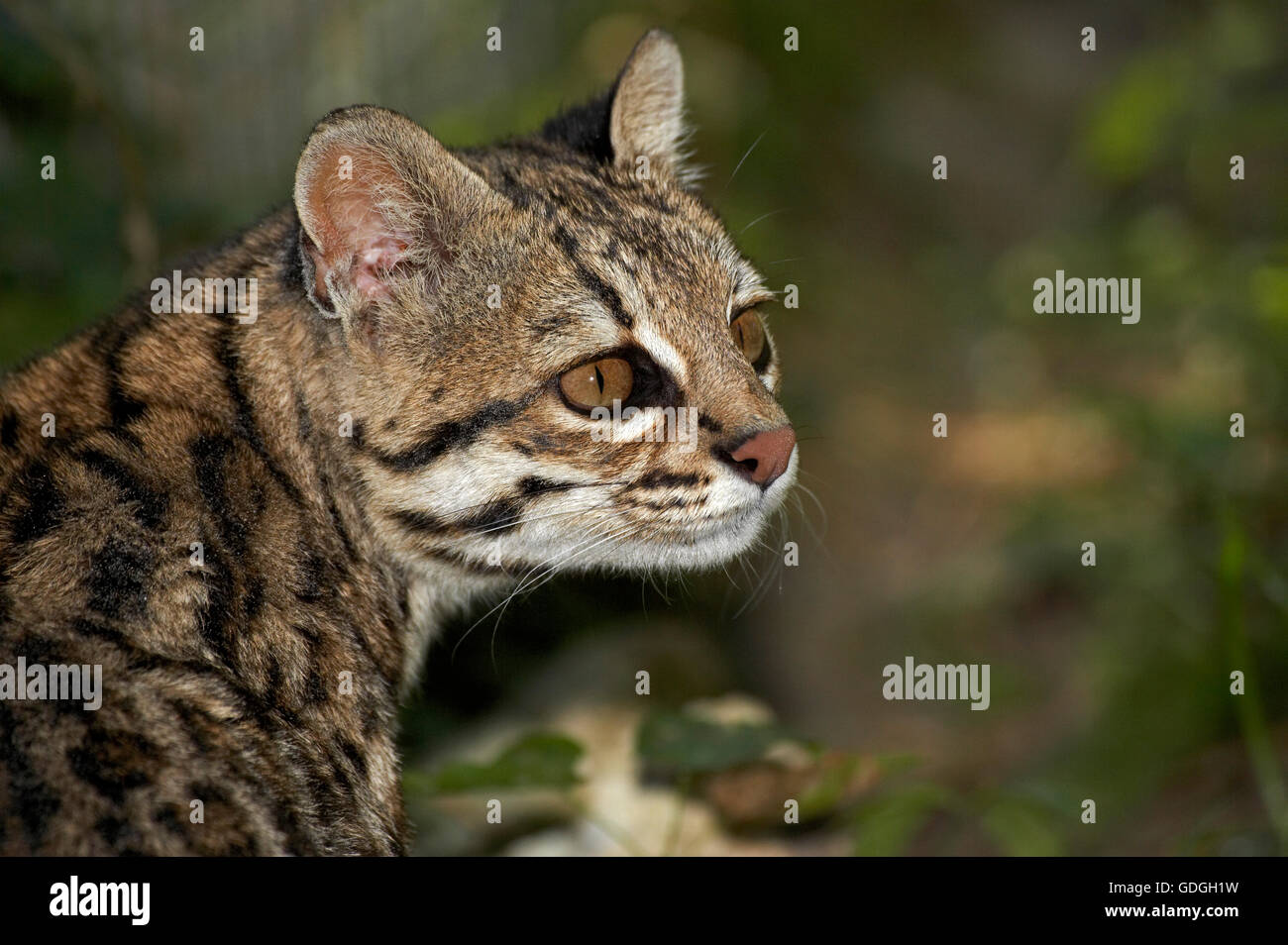 Tiger Cat or Oncilla, leopardus tigrinus, Portrait of Adult Stock Photo ...