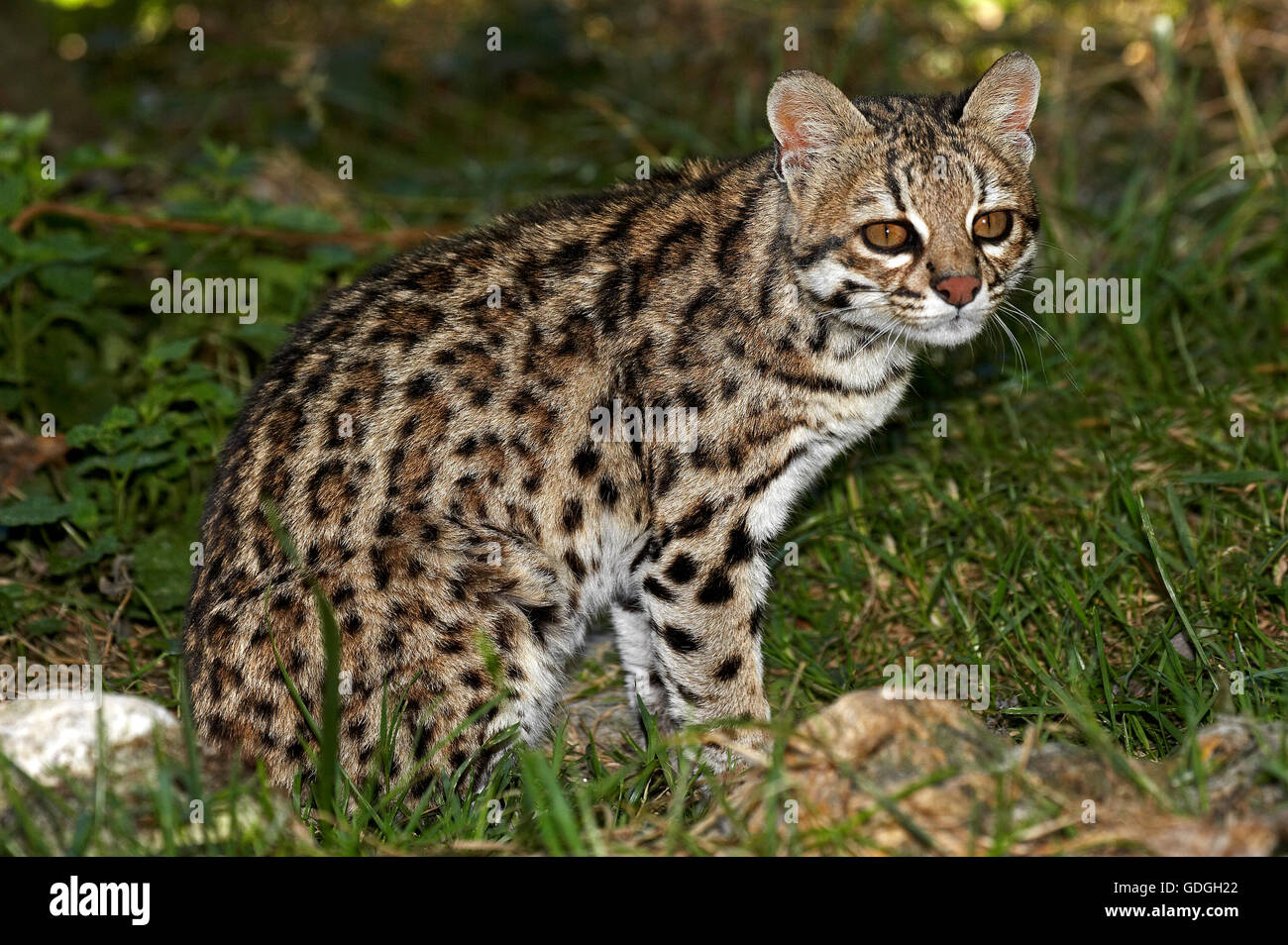 Tiger Cat or Oncilla, leopardus tigrinus, Adult sitting on Grass Stock ...
