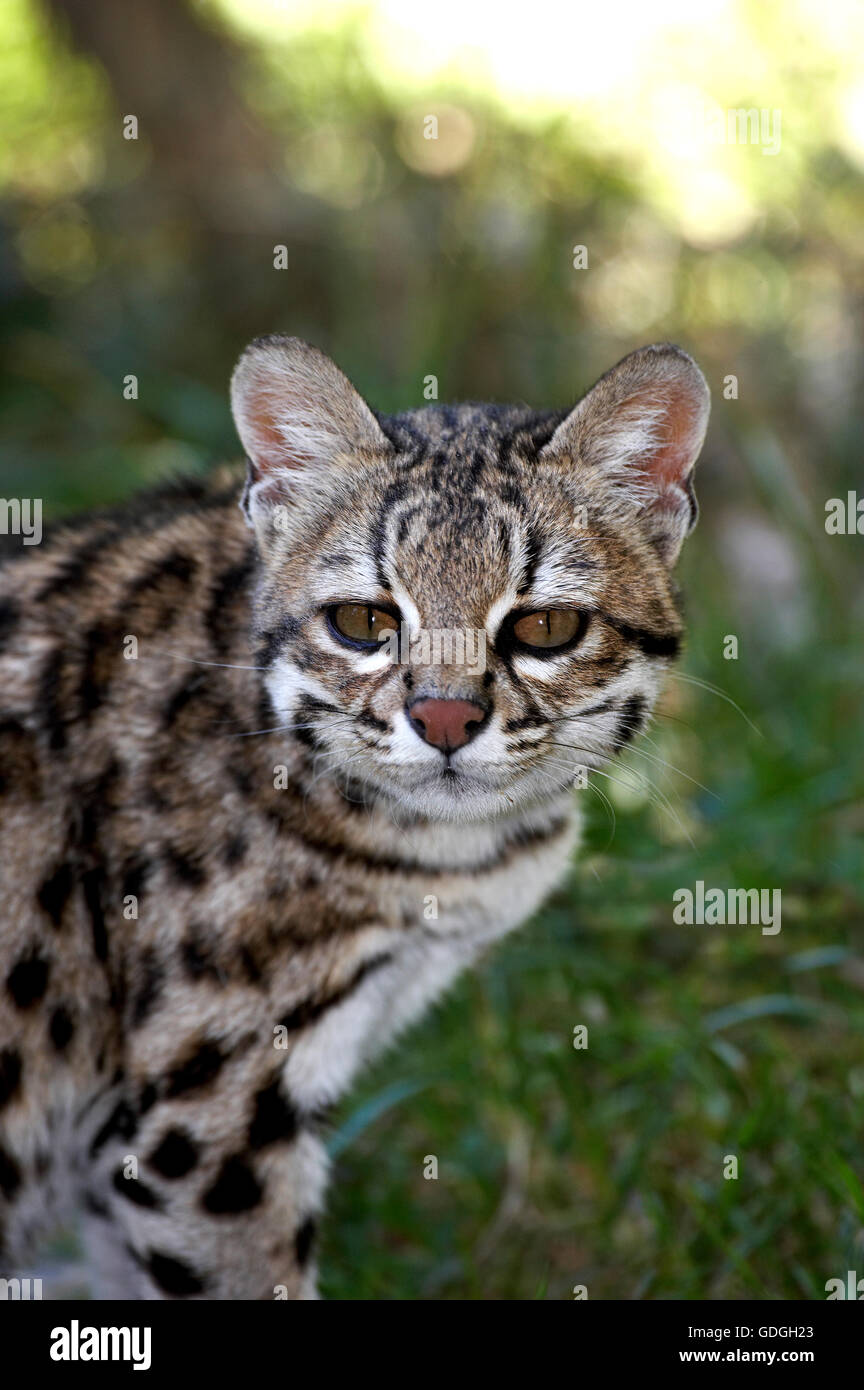 Tiger Cat or Oncilla, leopardus tigrinus, Portrait of Adult Stock Photo ...