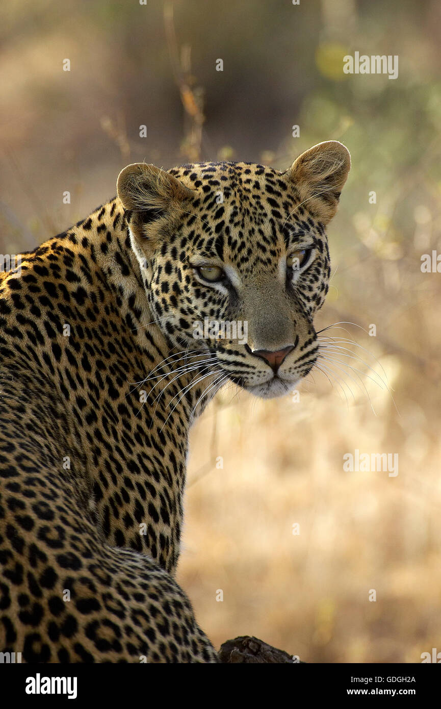 Leopard, panthera pardus, Portrait of Adult, Masai Mara Park in Kenya ...
