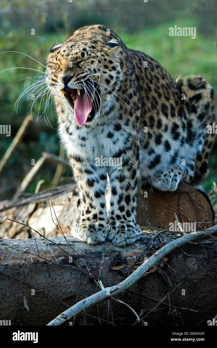 Amur Leopard, panthera pardus orientalis, Adult Yawning Stock Photo - Alamy