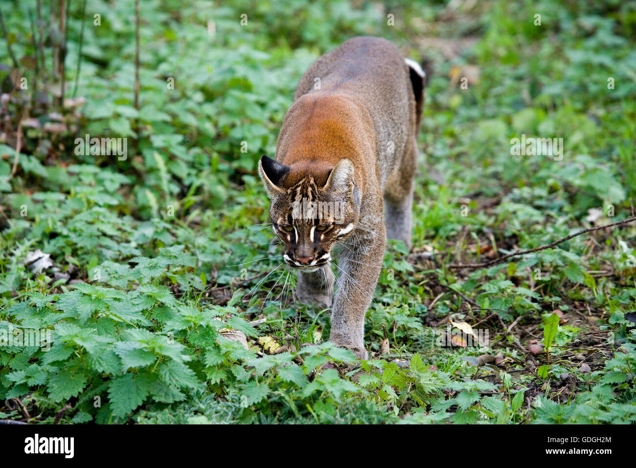 Pardofelis temminckii hi-res stock photography and images - Alamy