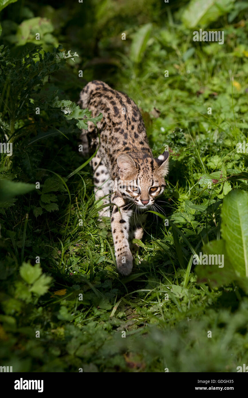 Léopardus tigrinus hi-res stock photography and images - Alamy