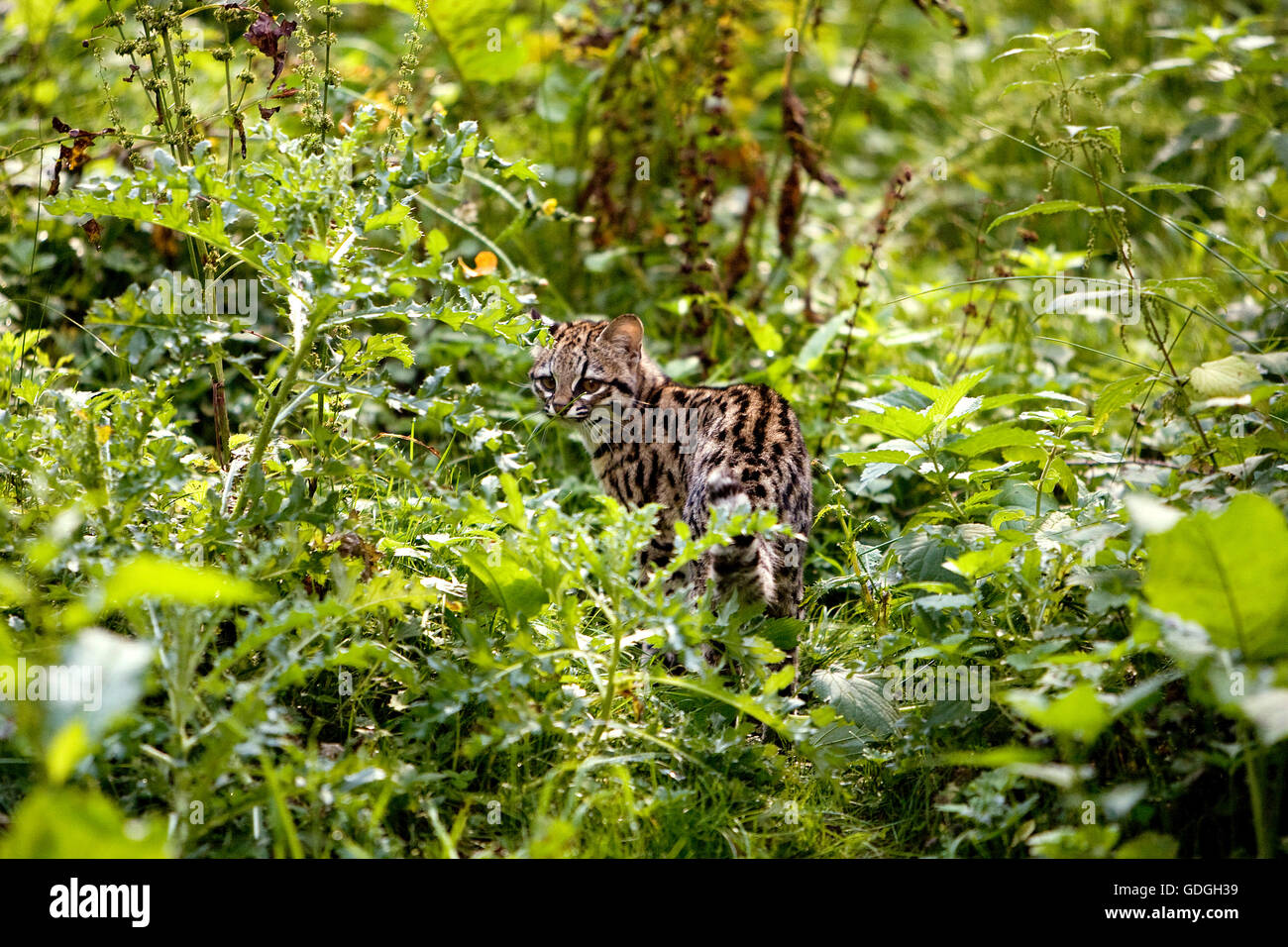 Tiger Cat or Oncille, leopardus tigrinus Stock Photo - Alamy