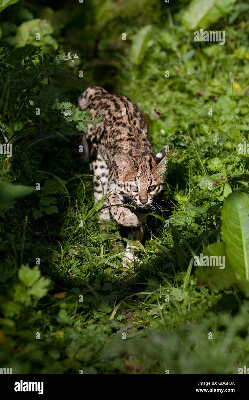 Tiger Cat or Oncilla, leopardus tigrinus Stock Photo - Alamy