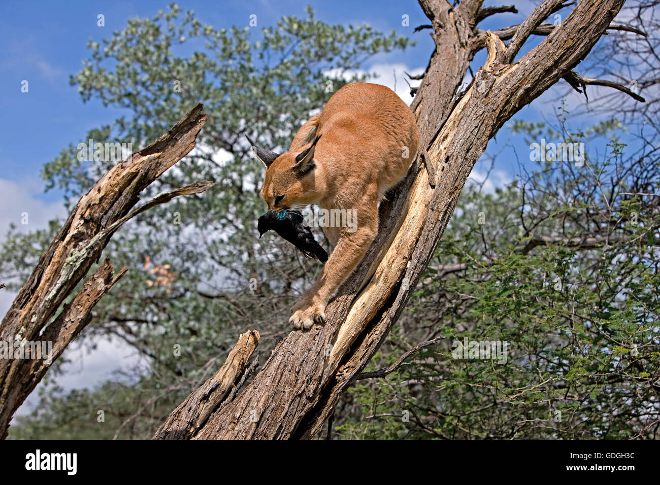 Caracal hunting hi-res stock photography and images - Alamy