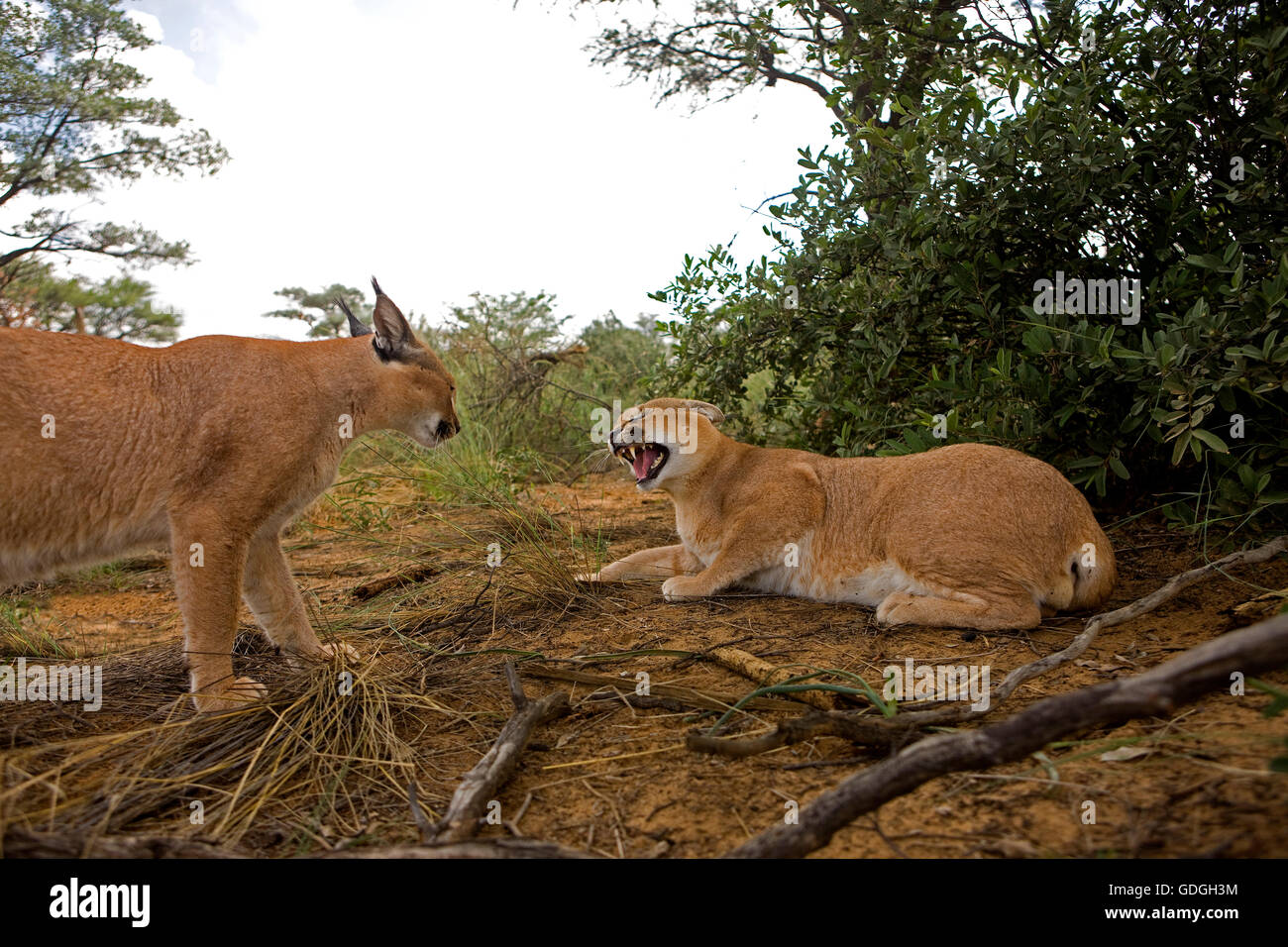 Caracal caracal caracal adult growling hi-res stock photography and ...