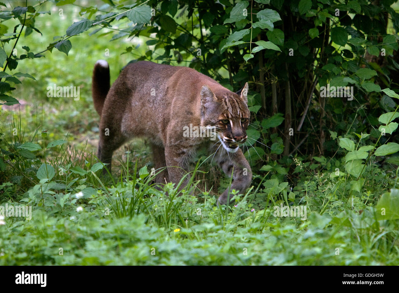ASIAN GOLDEN CAT OR TEMMINK'S CAT catopuma temmincki Stock Photo - Alamy
