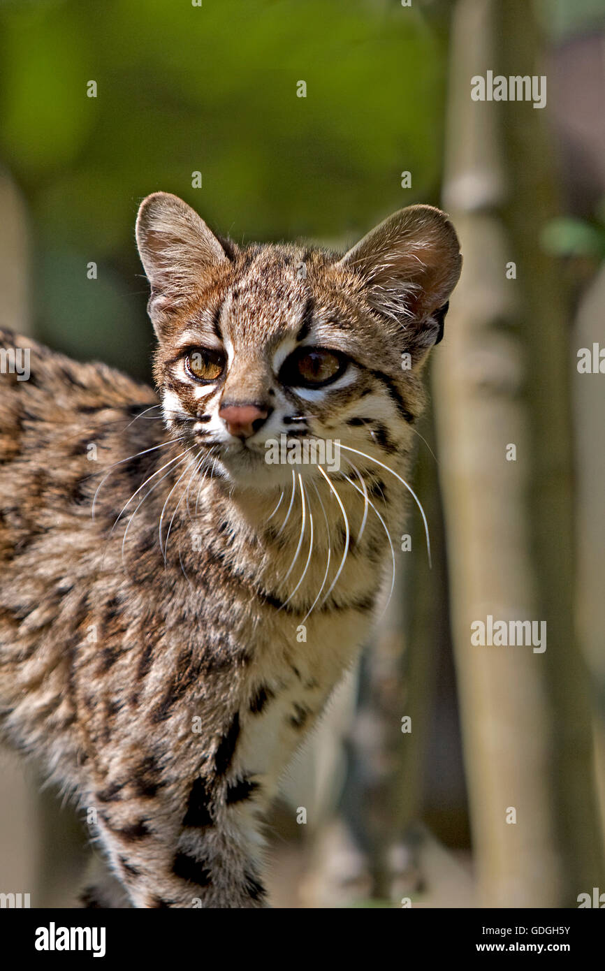 Leopardus Tigrinus Stock Photos & Leopardus Tigrinus Stock Images - Alamy