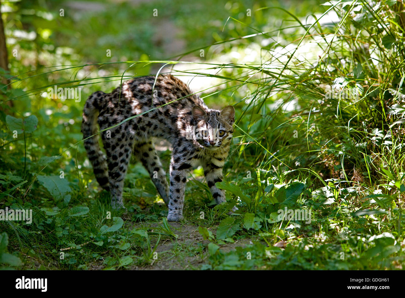 Tiger Cat or Oncilla, leopardus tigrinus, in Defensive Posture Stock ...