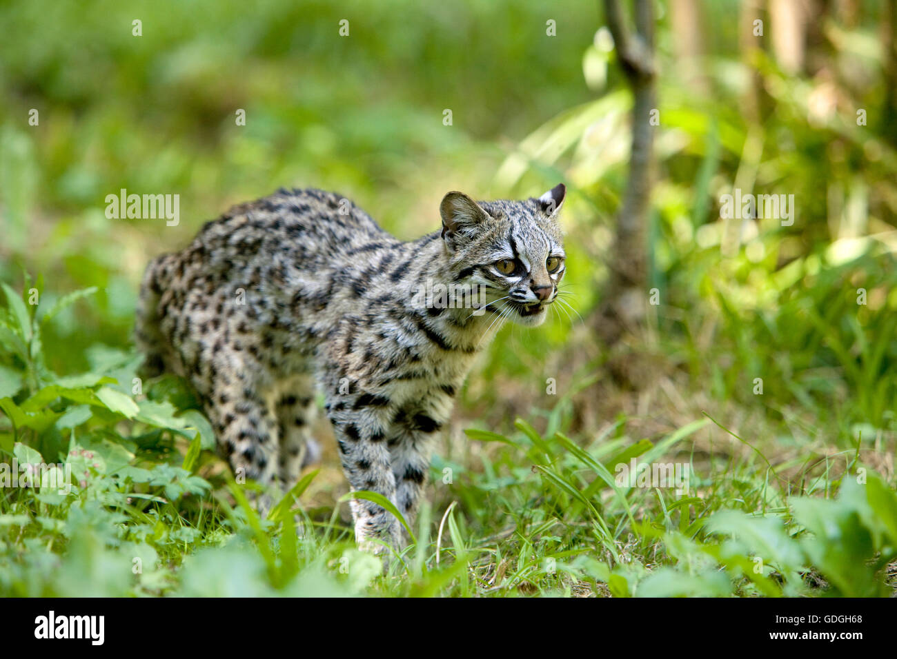 TIGER CAT OR ONCILLA leopardus tigrinus Stock Photo - Alamy