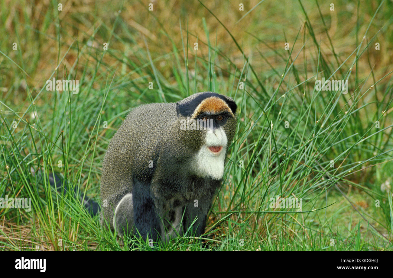 De Brazza's Monkey, cercopithecus neglectus, Male sitting on long Grass ...