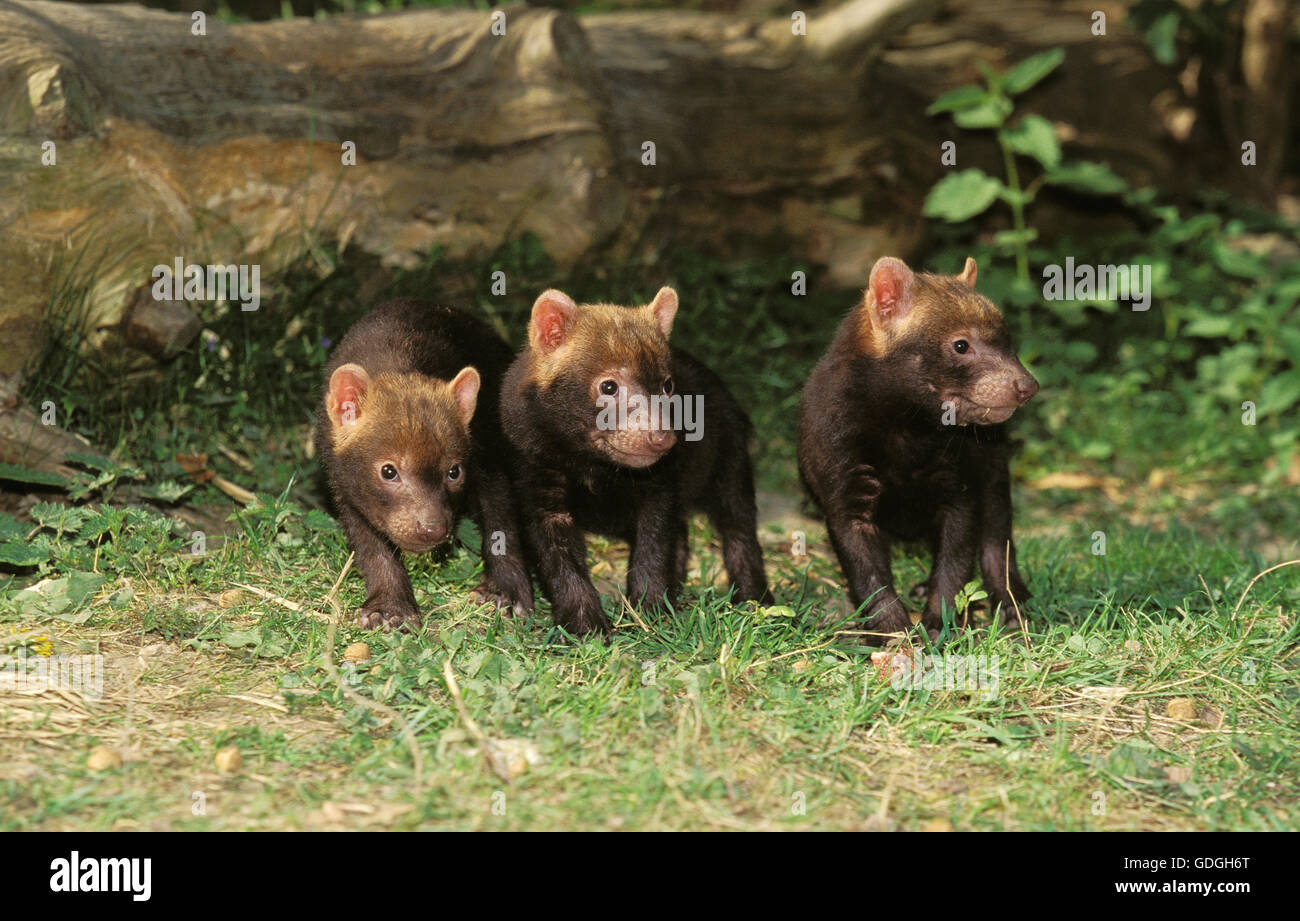 Bush Dog or Vinegar Fox, speothos venaticus, Pup Stock Photo - Alamy