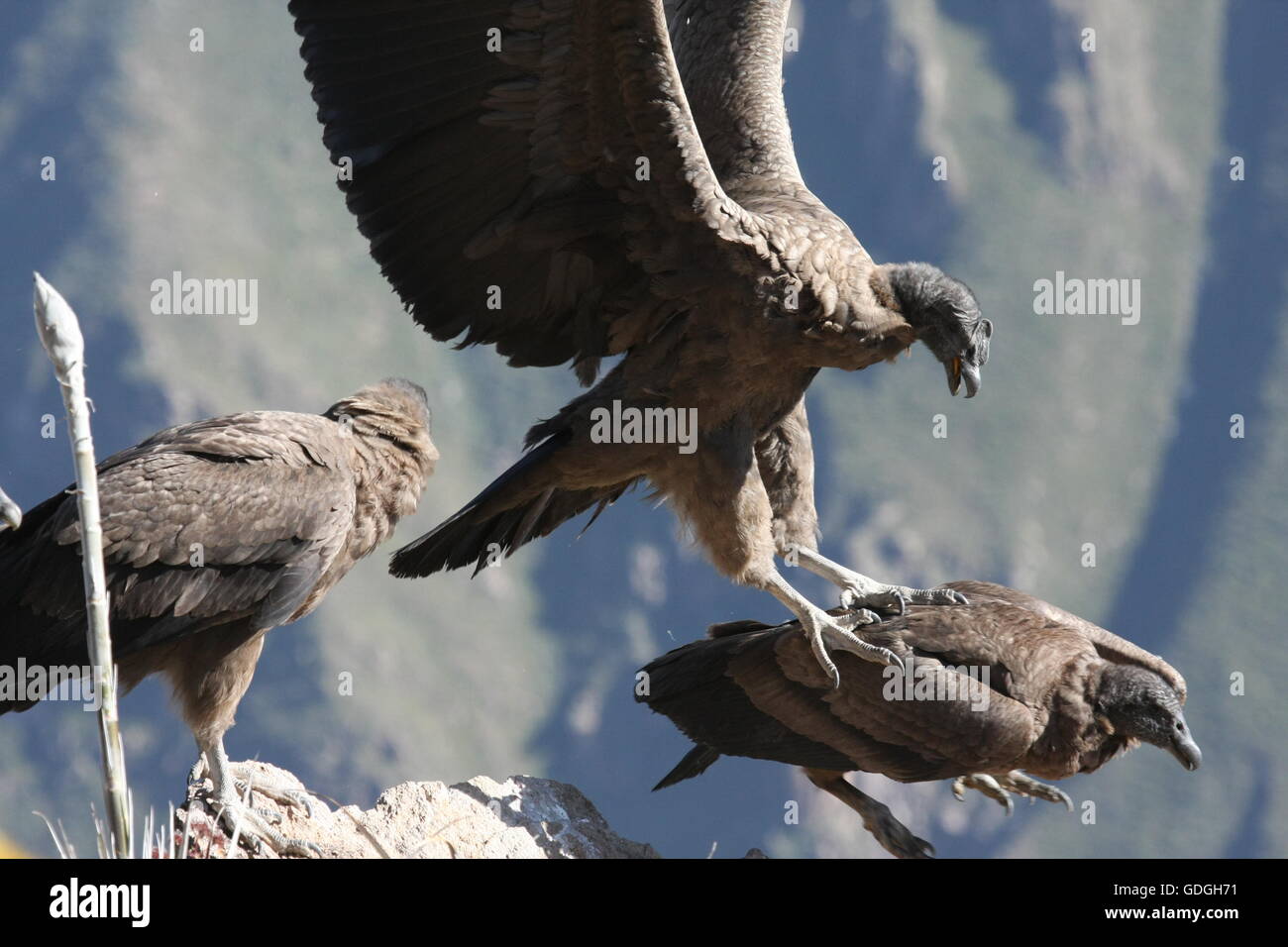 Three juvenile South American Condors with one about to crash land over ...