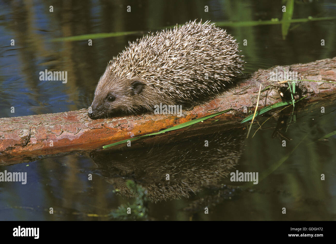 European Hedgehog, erinaceus europaeus, Adult crossing Water, Normandy ...