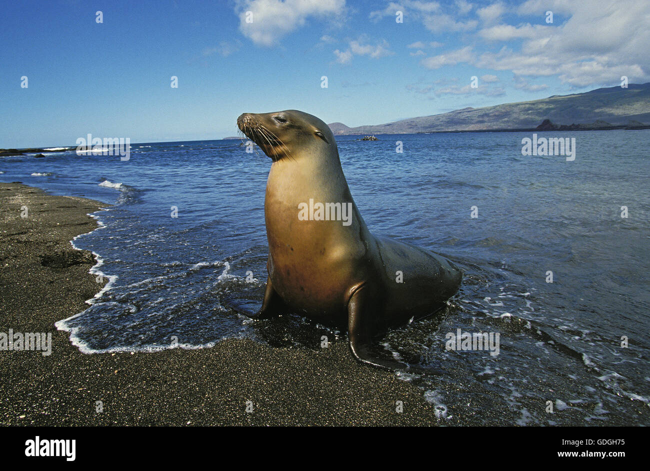 GALAPAGOS FUR SEAL arctocephalus galapagoensis EMERGING FROM WATER ...
