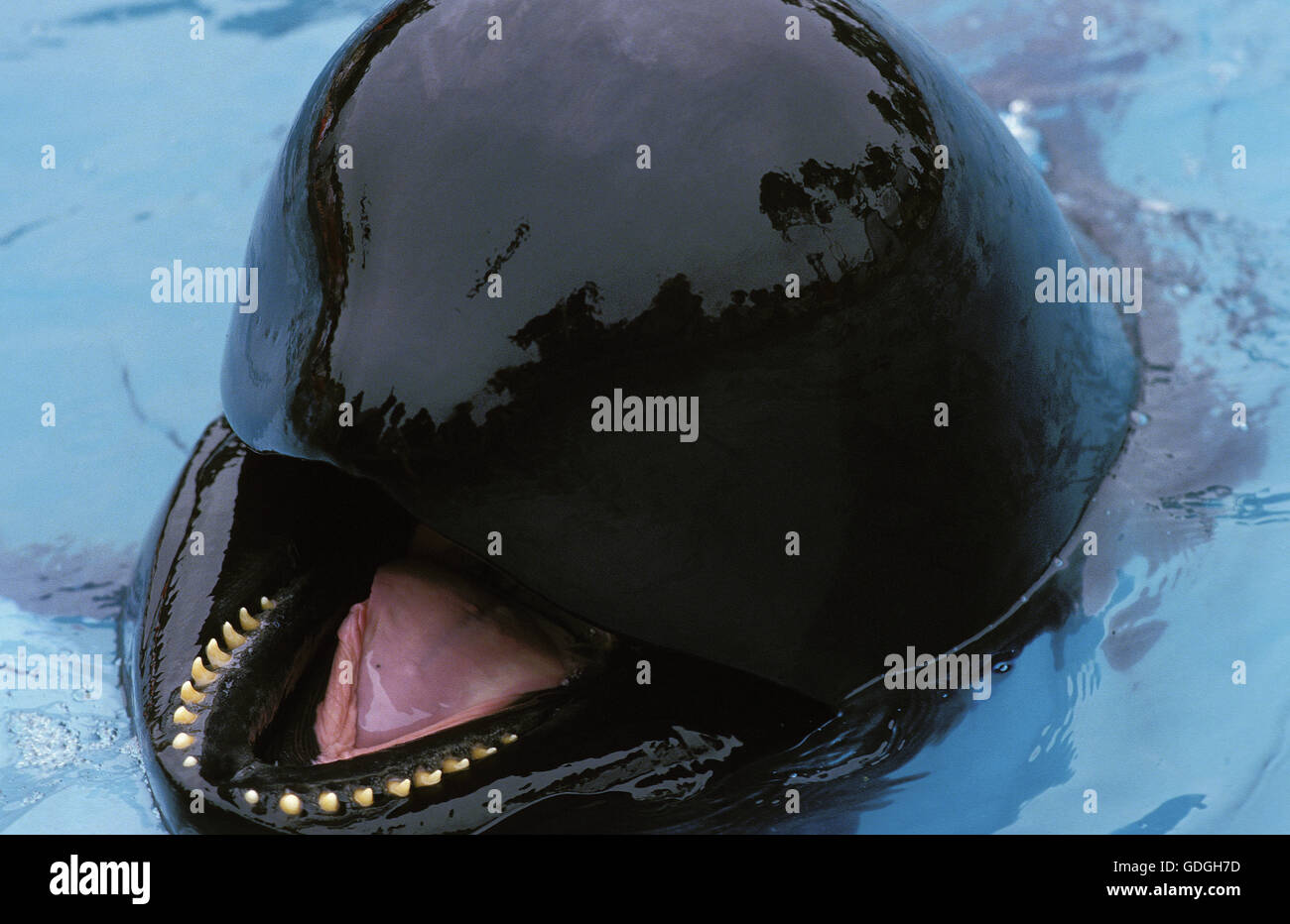 LONG-FINNED PILOT WHALE globicephala melaena, ADULT WITH OPENED MOUTH ...