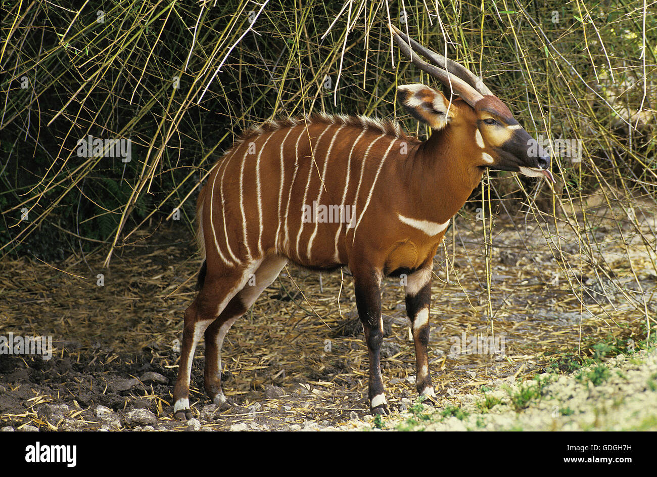 Male bongo hi-res stock photography and images - Alamy