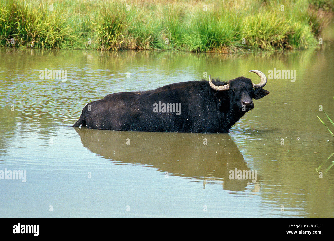 Asian water buffalo hi-res stock photography and images - Alamy