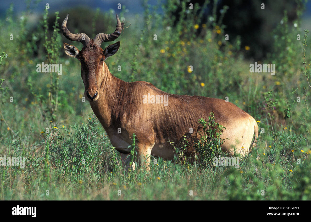 HARTEBEEST alcelaphus buselaphus, MASAI MARA PARK IN KENYA Stock Photo ...