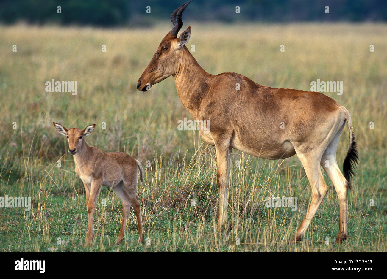 Hartebeest, alcelaphus buselaphus, Female with Cub in Savanna, Masai ...