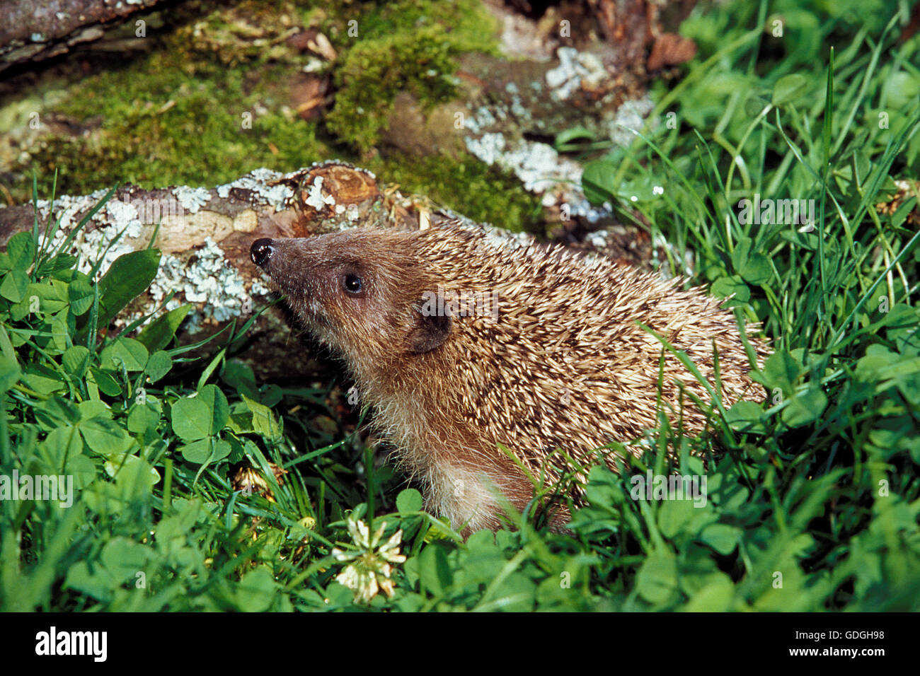 European Hedgehog, erinaceus europaeus, Normandy Stock Photo - Alamy