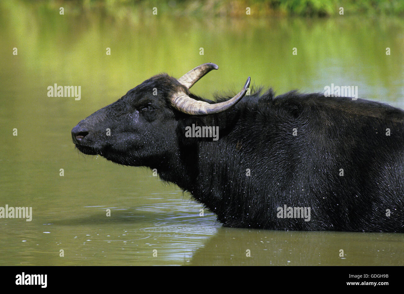 Asian Water Buffalo, bubalus arnee, Adult having Bath Stock Photo - Alamy
