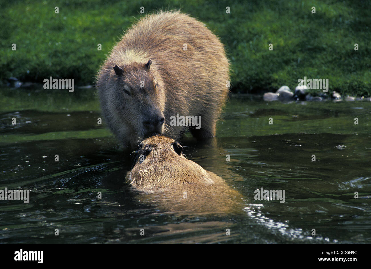 Capybara swimming hi-res stock photography and images - Alamy