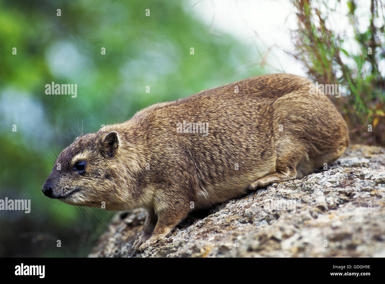 Rock hyrax in kenya hi-res stock photography and images - Alamy