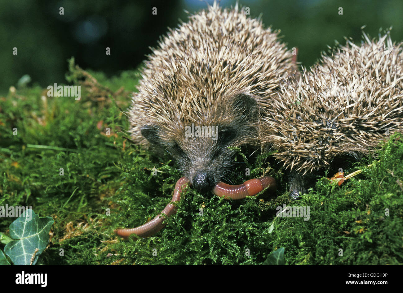 European Hedgehog, erinaceus europaeus, Adults eating Earthworm ...