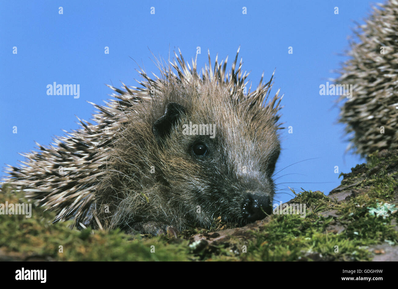European Hedgehog, erinaceus europaeus, Adult against Blue Sky ...