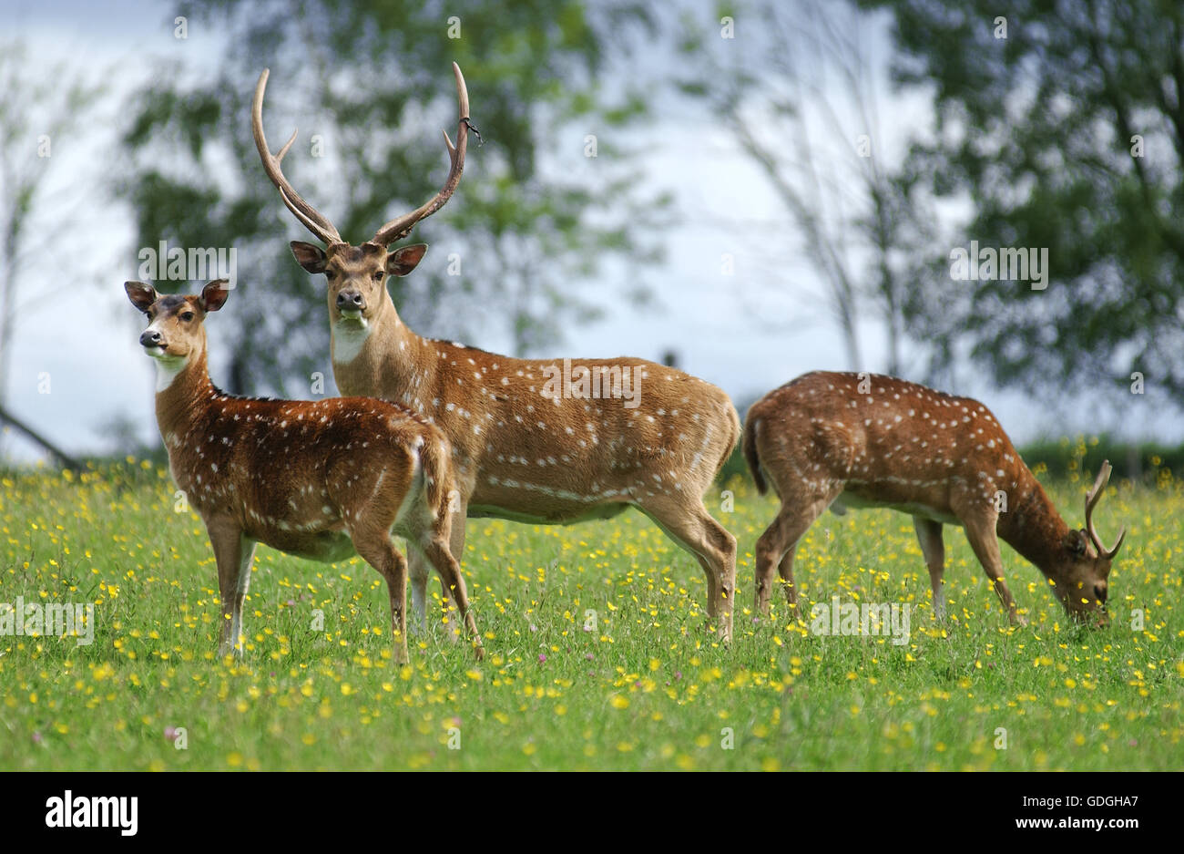 Axis deer hi-res stock photography and images - Alamy