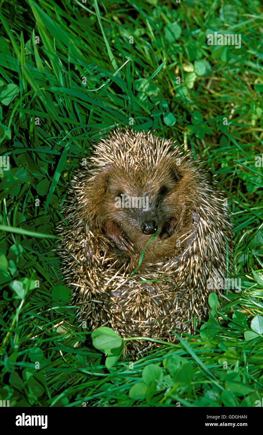 European Hedgehog, erinaceus europaeus , Adult on Grass, Normandy Stock ...