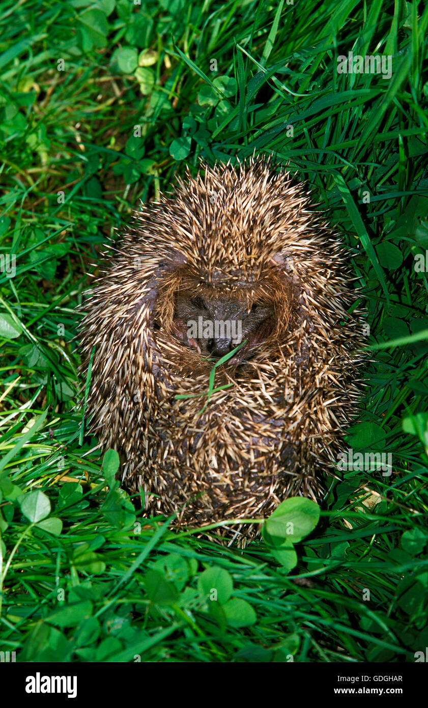 Rolled up in supine position hi-res stock photography and images - Alamy