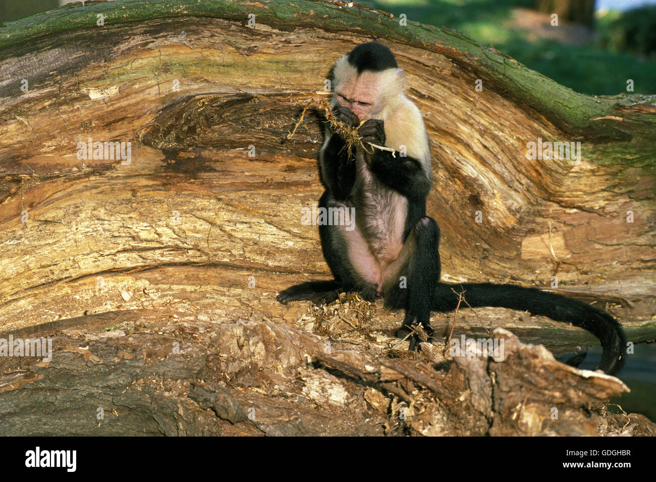 WHITE HEADED CAPUCHIN cebus capucinus, ADULT FEEDING, COSTA RICA Stock ...