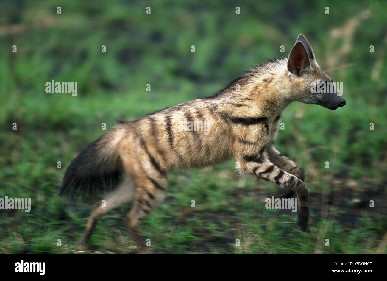 Aardwolf, proteles cristatus, Adult running Stock Photo - Alamy