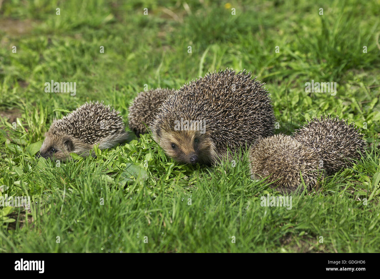 European Hedgehog