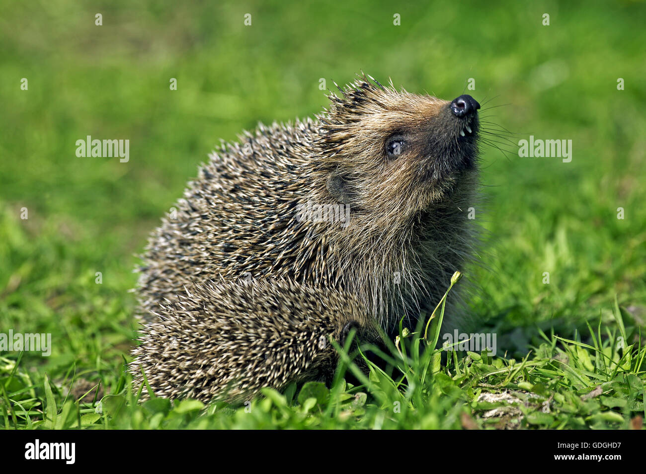 European Hedgehog, erinaceus europaeus, Female smelling, Normandy in ...