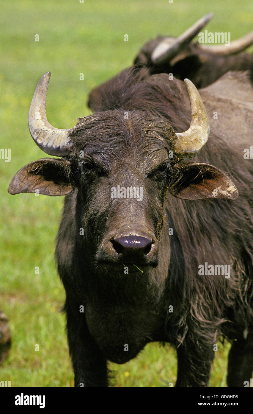 India bubalus arnee f bubalis hi-res stock photography and images - Alamy