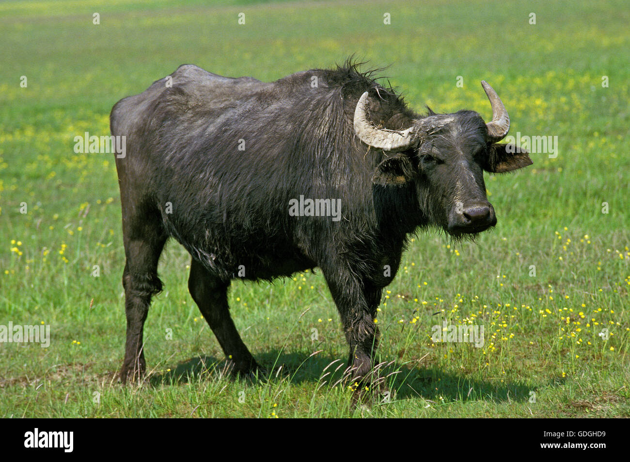 Asian water buffalo hi-res stock photography and images - Alamy