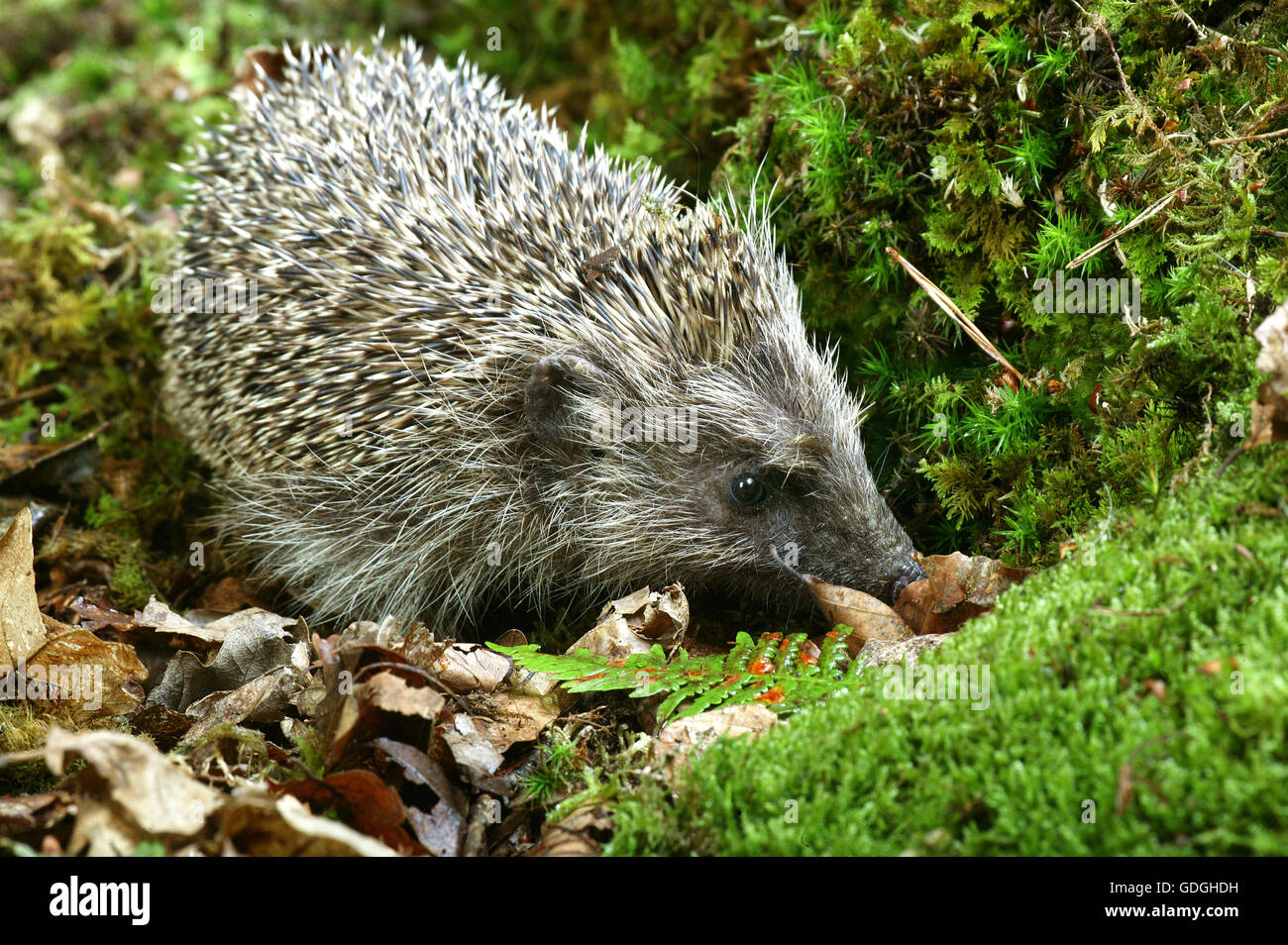 European Hedgehog, erinaceus europaeus, Normandy Stock Photo - Alamy