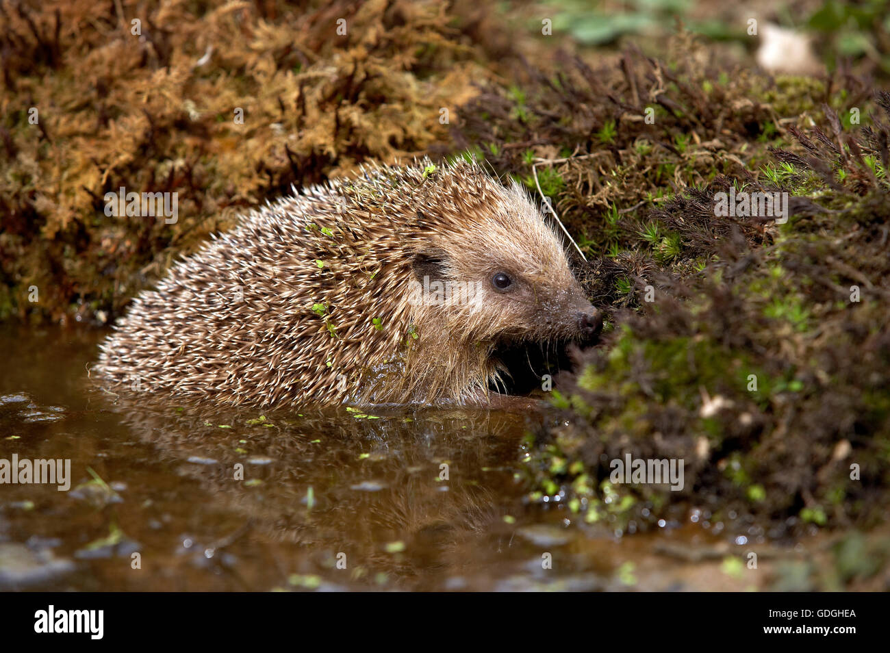 European Hedgehog, erinaceus europaeus, Adult in Water, Normandy Stock ...