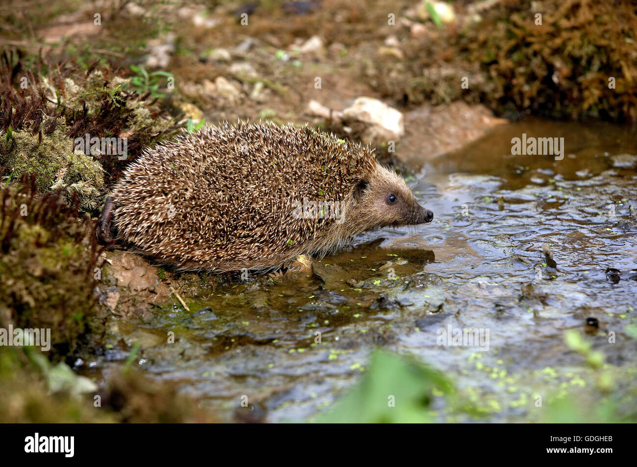 European Hedgehog, erinaceus europaeus, Adult in Water, Normandy Stock ...