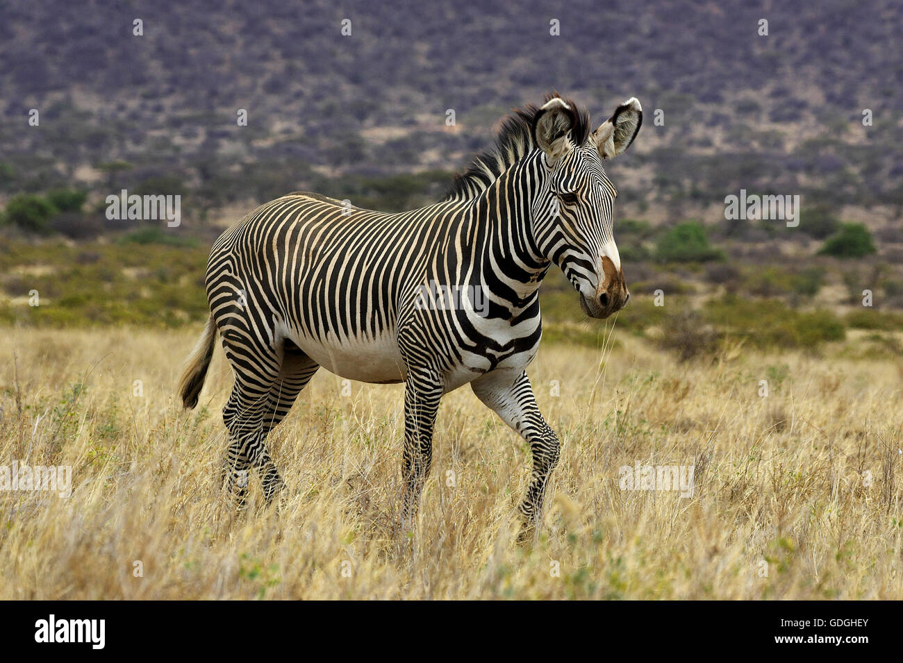 Grevy's Zebra, equus grevyi, Samburu Park in Kenya Stock Photo - Alamy