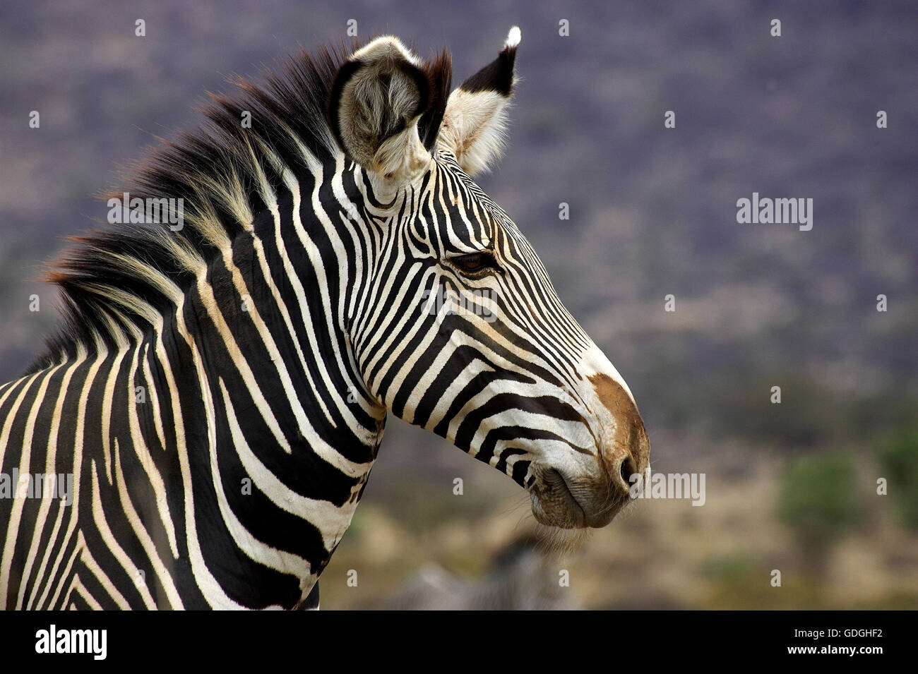 Grevy's Zebra, equus grevyi, Portrait of Adult, Samburu Park in Kenya ...
