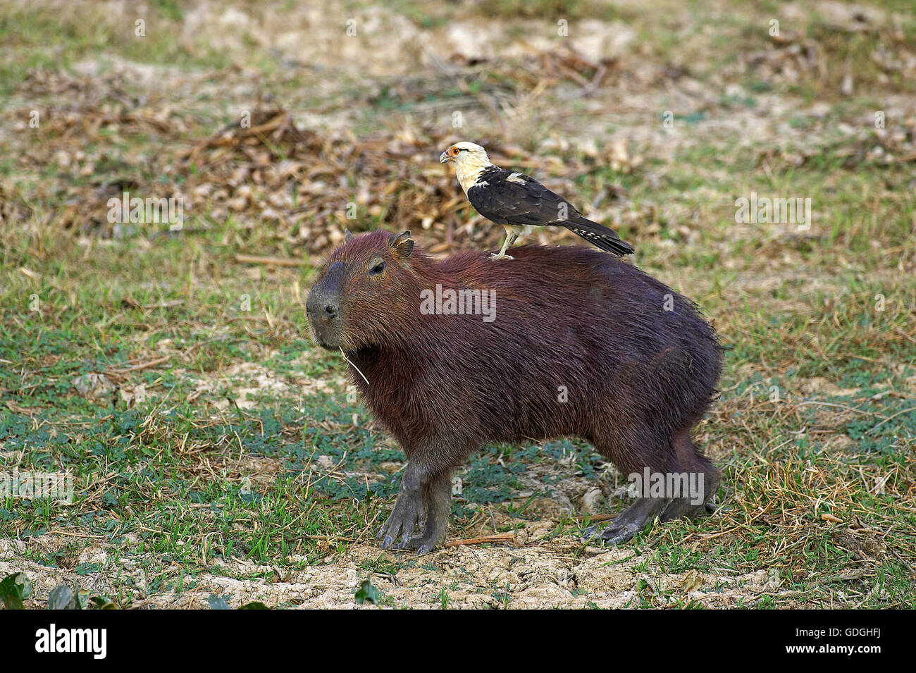 Capybara, hydrochoerus hydrochaeris with Yellow Headed Caracara ...