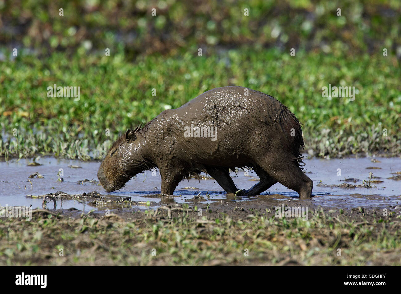 Capybara, hydrochoerus hydrochaeris, in Swamp, Los Lianos in Venezuela ...