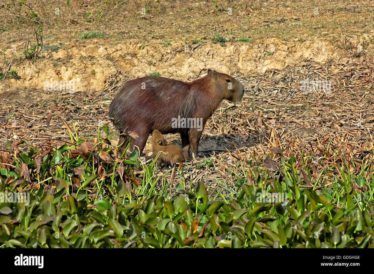 Capybara baby hi-res stock photography and images - Alamy