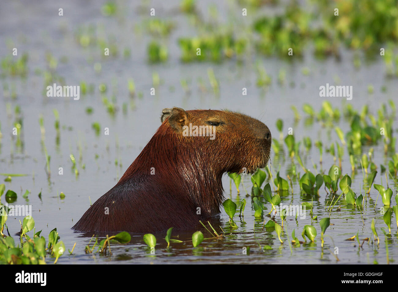 Capybara, hydrochoerus hydrochaeris, the Largest Rodent in the World ...