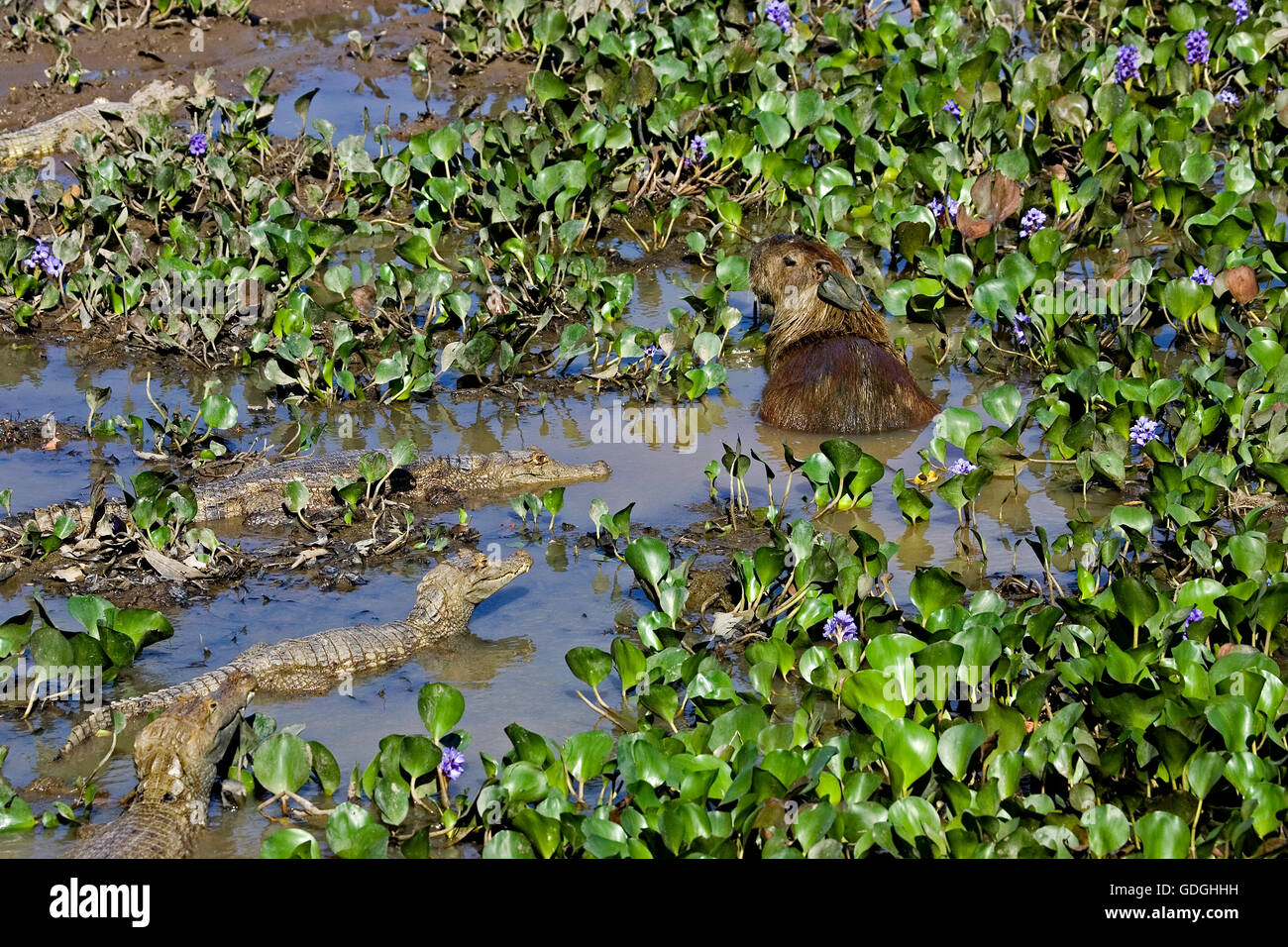 Spectacled caiman, caiman crocodilus and Capybara, hydrochoerus ...